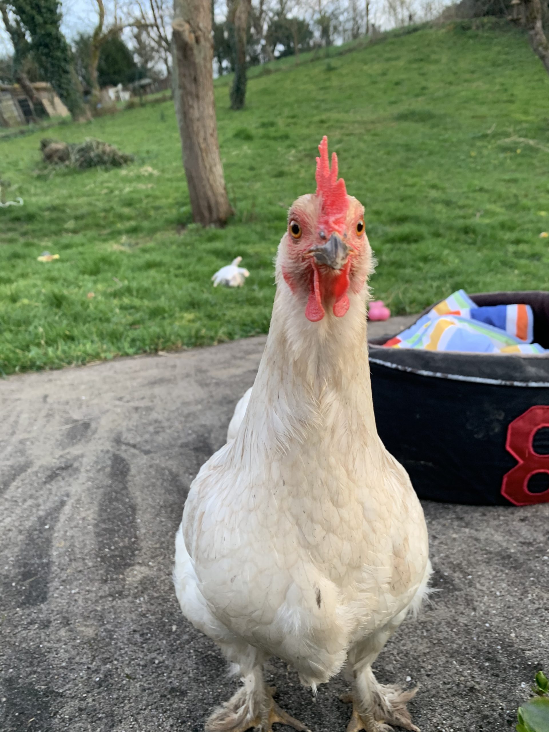 En décembre, on lâche les poules dans le potager - Lorraine Magazine